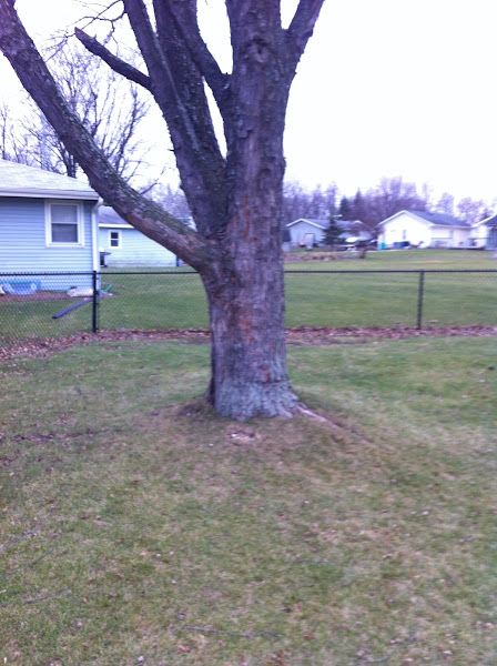 Silver Maple | Project Noah