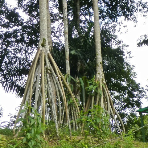 Walking Palm | Project Noah