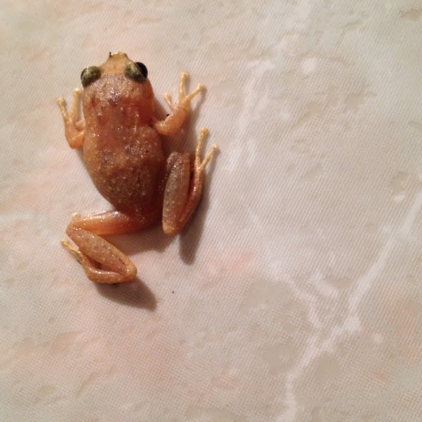 Common Coqui | Project Noah