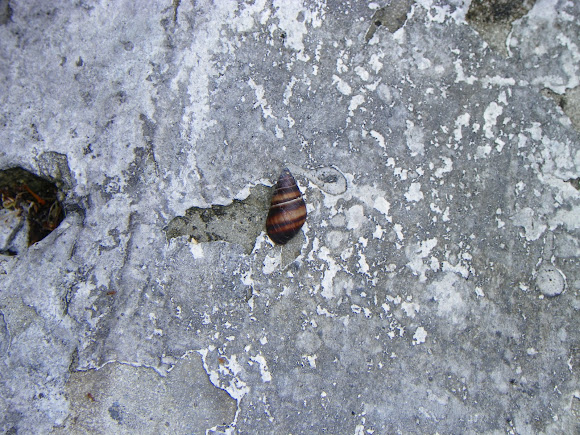 West Indian Bulimulus | Project Noah