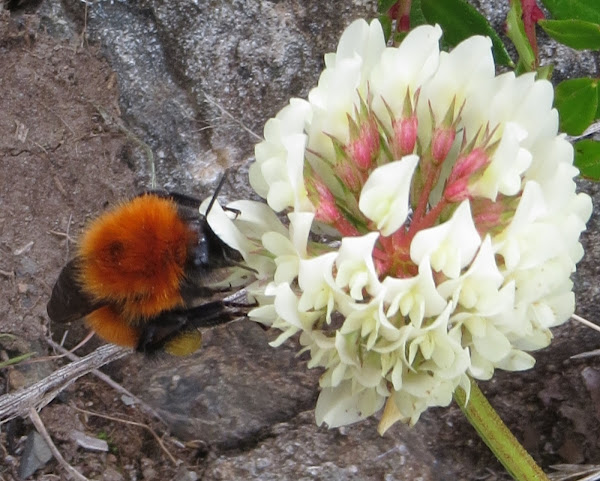 South American Bumblebee | Project Noah
