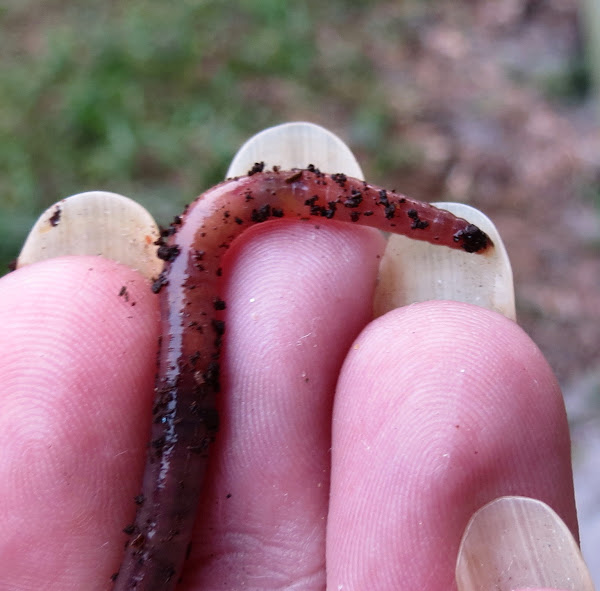 Earthworm | Project Noah