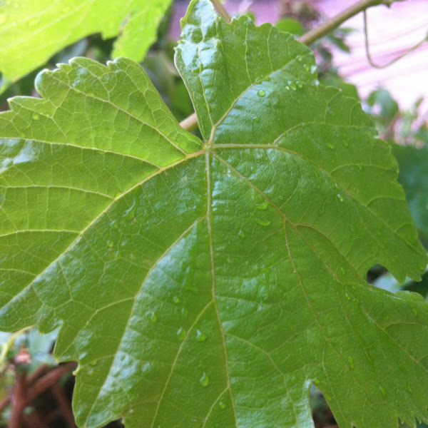 Grape leaves | Project Noah