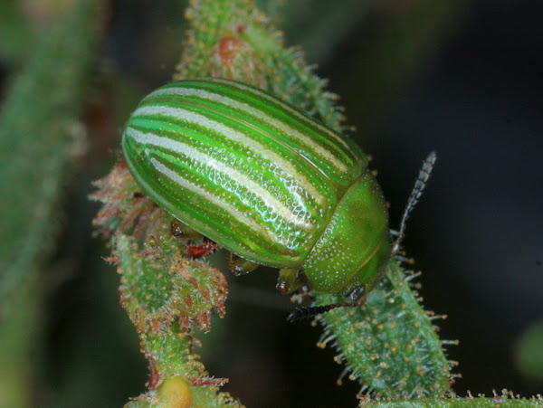Acacia leaf beetle | Project Noah
