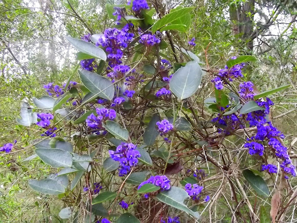 Purple coral pea | Project Noah