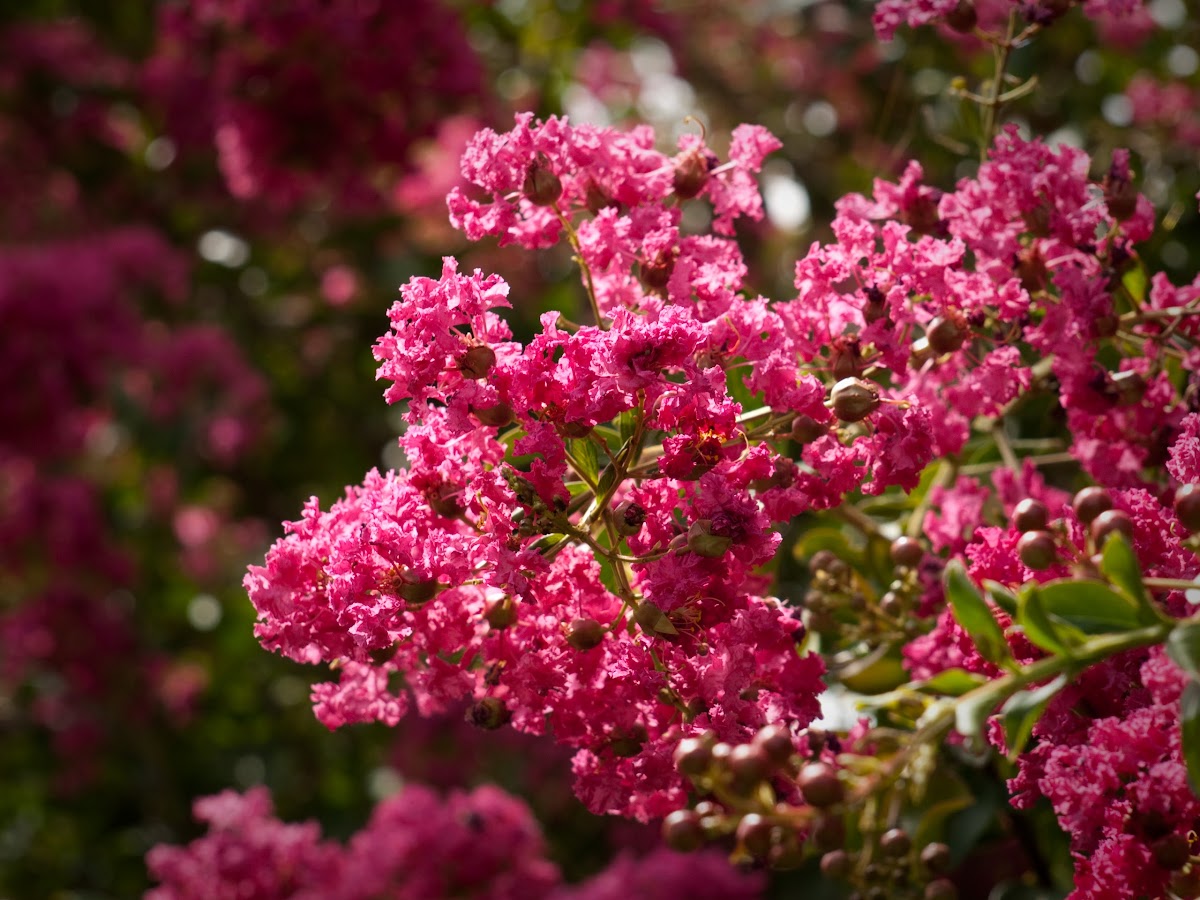 Crepe Myrtle | Project Noah