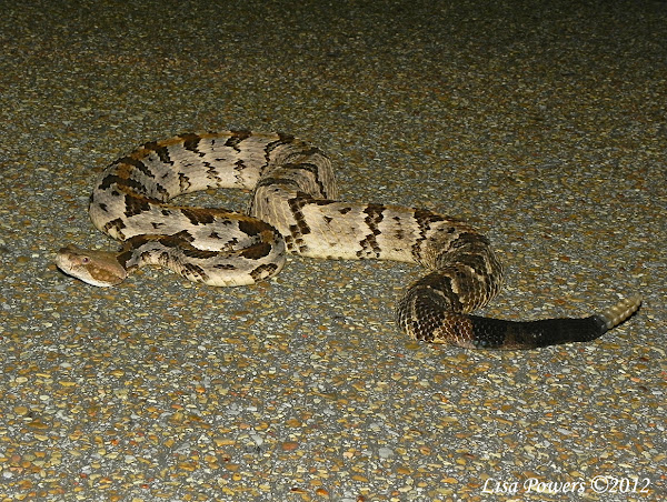 Timber Rattlesnake | Project Noah