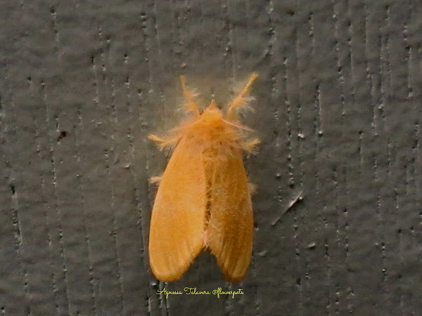 Yellow Tussock Moth | Project Noah