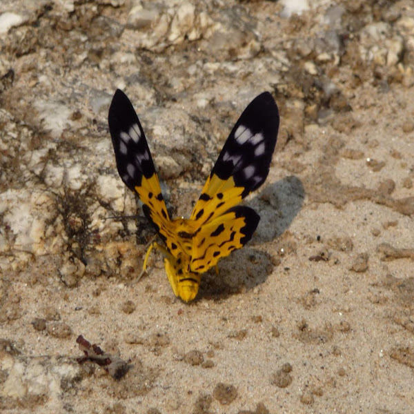 False tiger moth | Project Noah