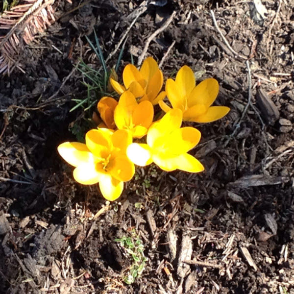 Crocus | Project Noah