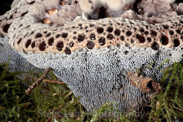 Bleeding Tooth Fungus | Project Noah