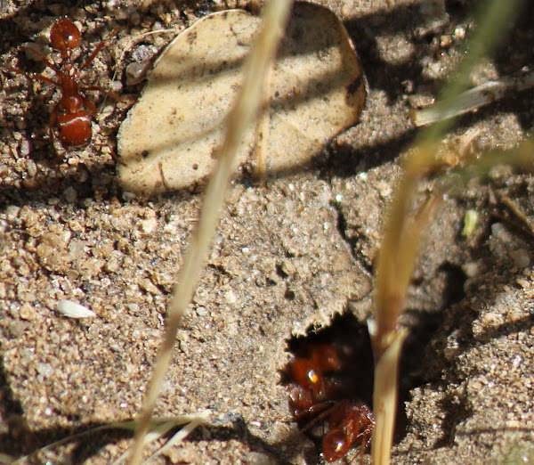 Red Ant | Project Noah