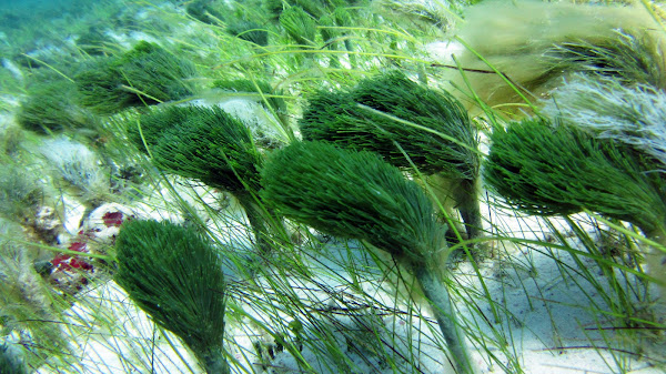 Shaving Brush Alga | Project Noah