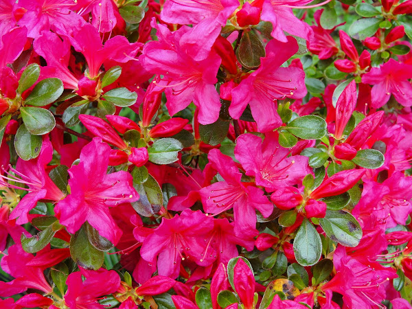 Azalea | Project Noah