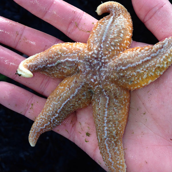 Giant seastar | Project Noah