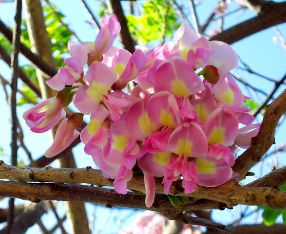 Matarratón | Project Noah