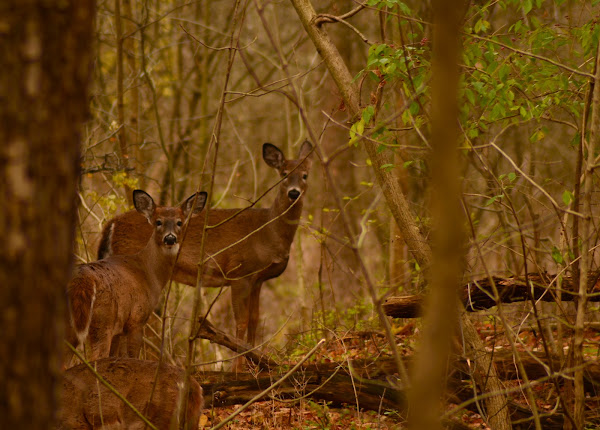 Virginia White Tail Deer | Project Noah