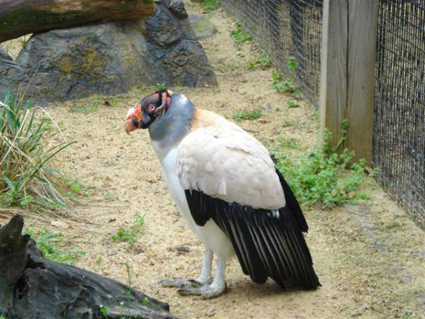 King Vulture | Project Noah