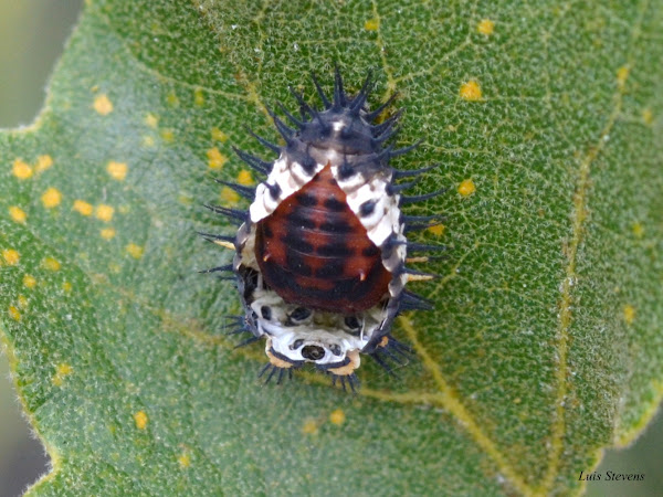 Ladybug Pupa | Project Noah