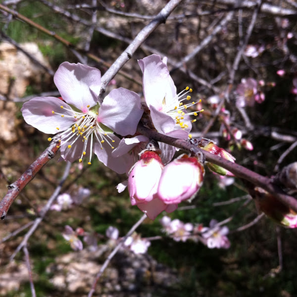 Almond | Project Noah