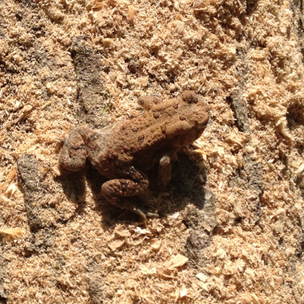 Eastern American Toad | Project Noah