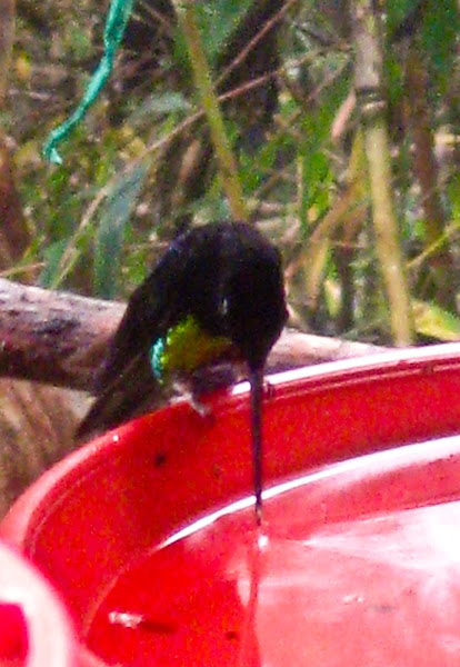 Inca de Frontino hummingbird | Project Noah