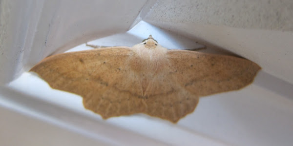 Omnivorous Looper moth with eggs | Project Noah