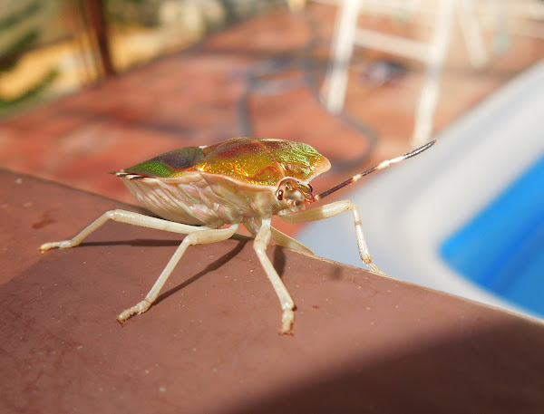 Mattiphus Shield Bug | Project Noah