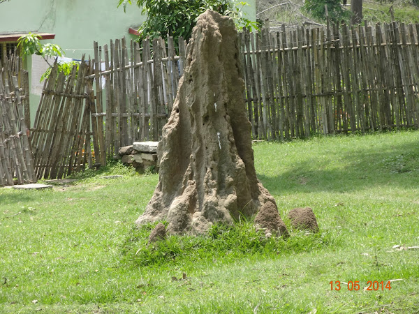 Termite Hill | Project Noah