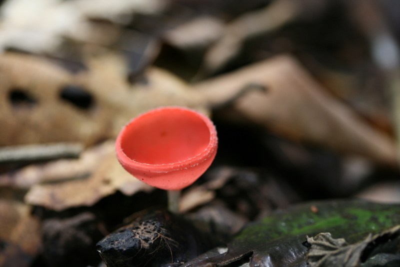 Red cup mushroom | Project Noah