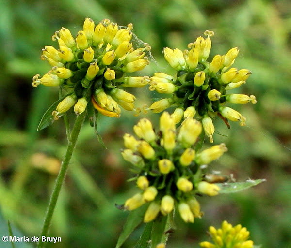 Wingstem | Project Noah