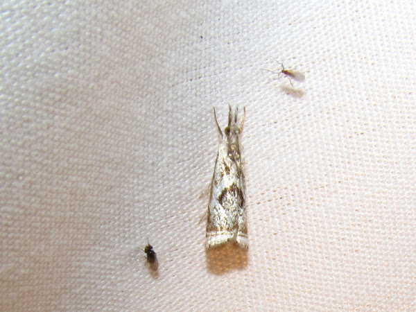 Elegant Grass-veneer Moth | Project Noah