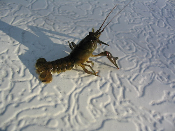 Devil Crayfish | Project Noah