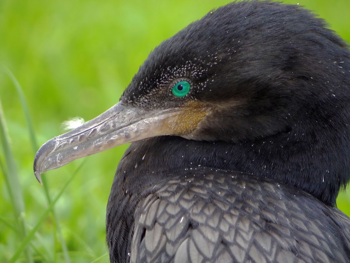 Neotropic Cormorant | Project Noah