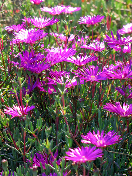 Mini Ice Plant | Project Noah