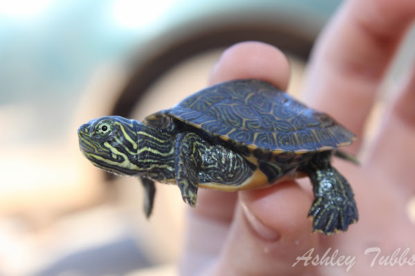 Eastern River Cooter | Project Noah