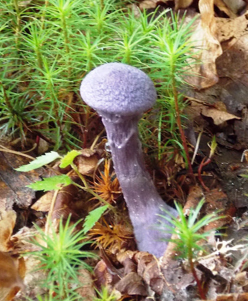 Violet Webcap | Project Noah