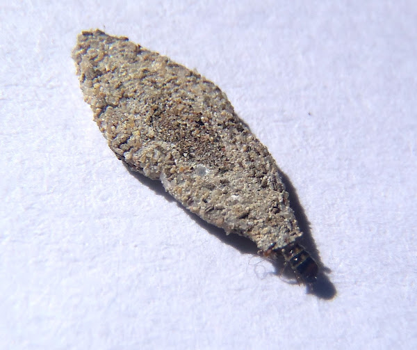 Household. Larva. Moth. Polilla | Project Noah