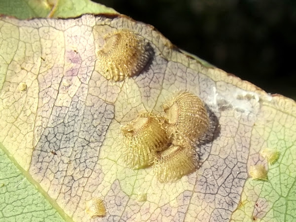 Lerps causing leaf coloration | Project Noah