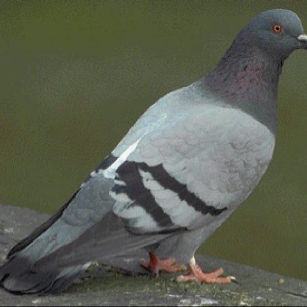 Pigeon | Project Noah
