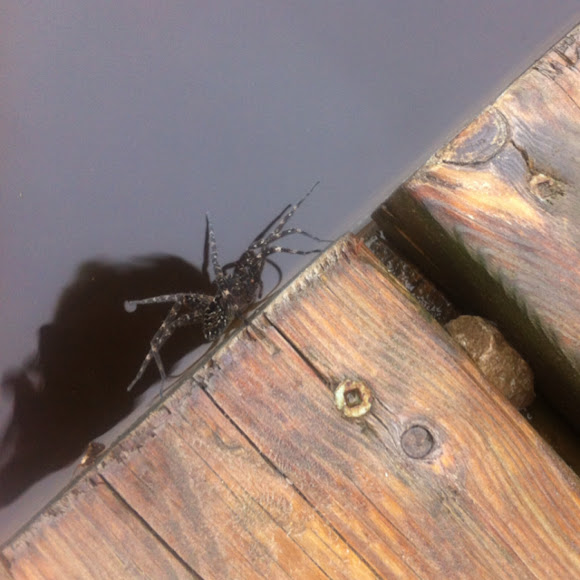 Dock spider | Project Noah