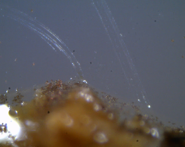 Slime mold magnified | Project Noah