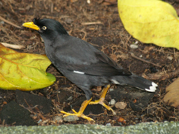 White-vented Myna | Project Noah
