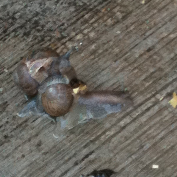 Snails | Project Noah