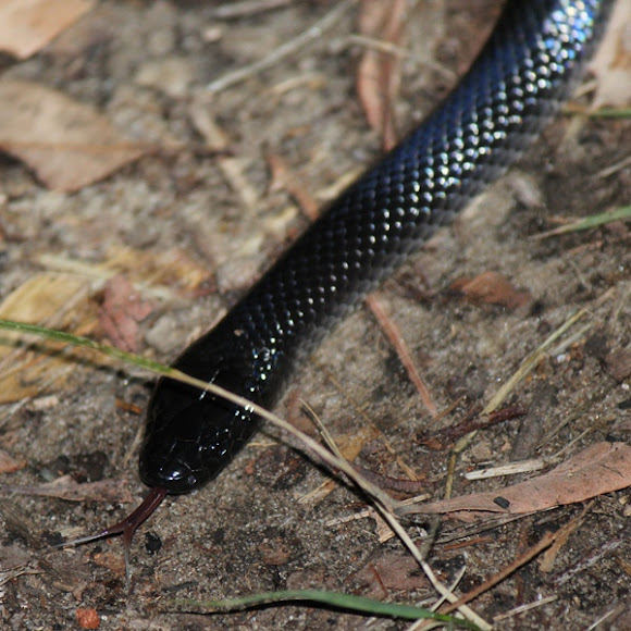 Small-eyed Snake | Project Noah
