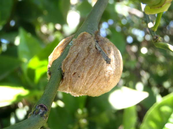 Mantodea eggs package. Paquete huevos mantodea | Project Noah