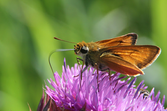 Ottoe Skipper | Project Noah