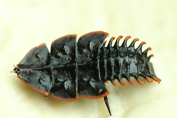 Trilobite Beetle | Project Noah