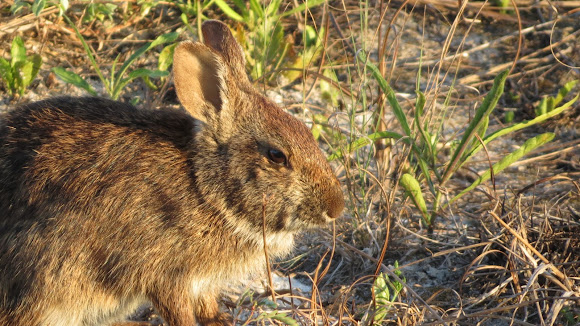 Marsh Rabbit | Project Noah
