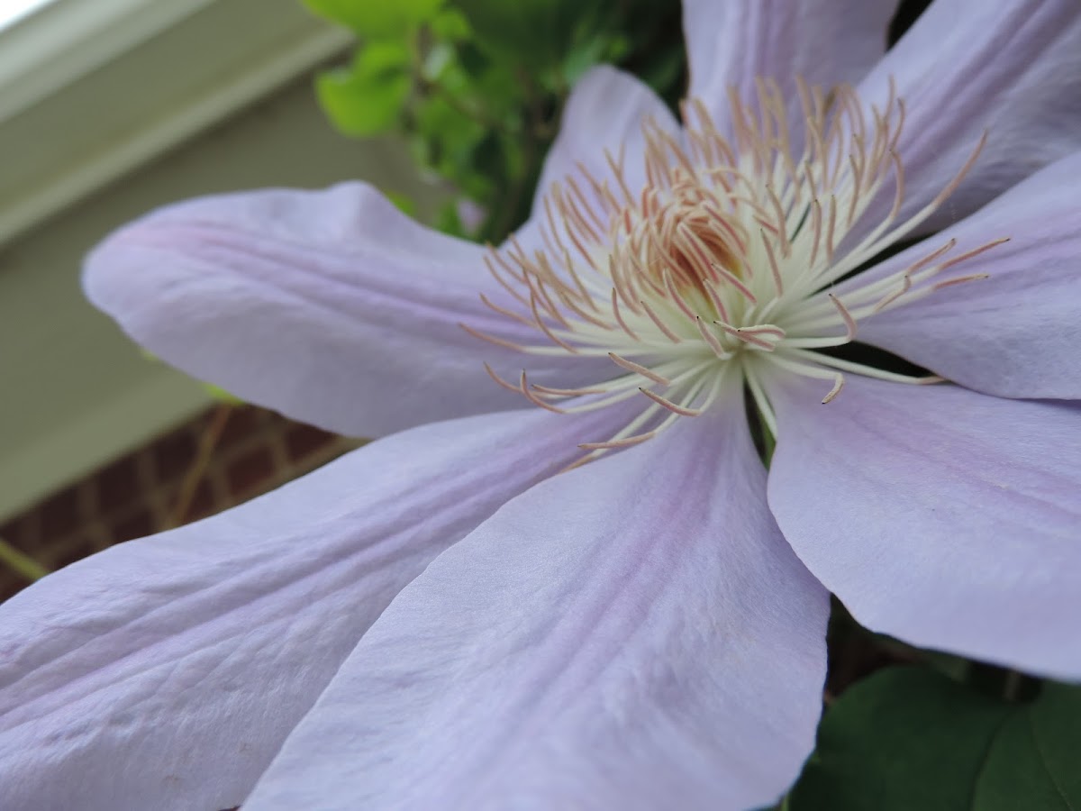 General Sikorski Clematis | Project Noah